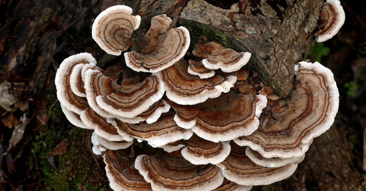 Can Turkey Tail Mushrooms Boost Cancer Treatment Success? - Sperling ...